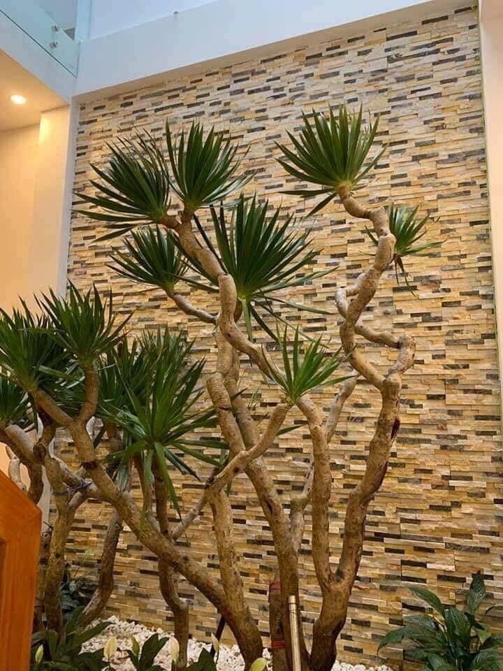 Đá ốp tường trang trí ngoài trời, phòng khách - Trang trí tường đá